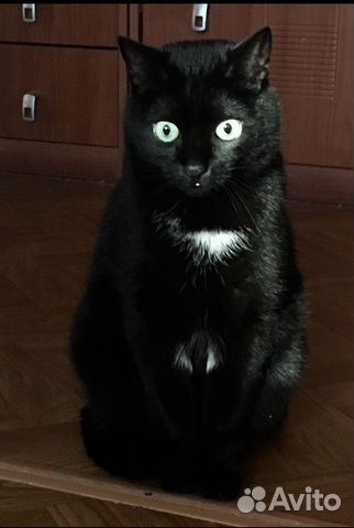 Отдам кота в добрые руки