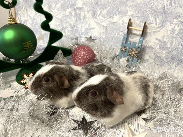 Морские свинки, мальчики