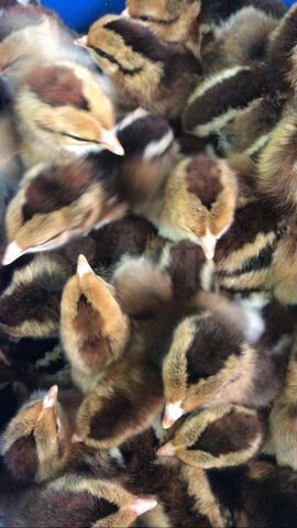 Суточная птица