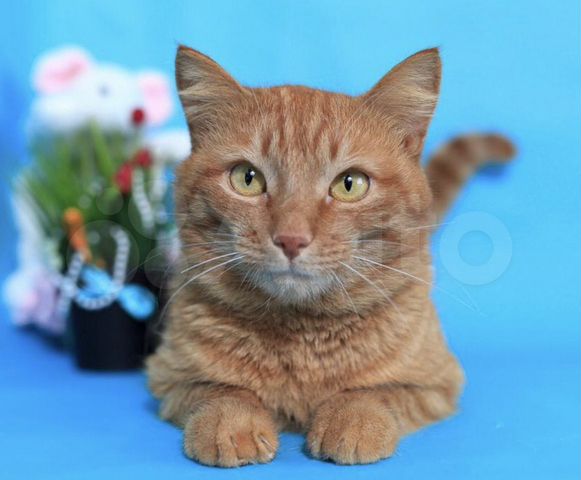 Прекрасный рыжий кот Мурзик в добрые руки