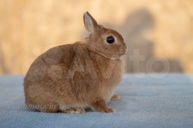 Декоративный кролик минор, самка, желтого окраса
