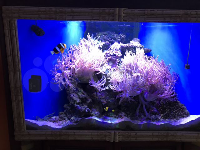 Морской аквариум 350л