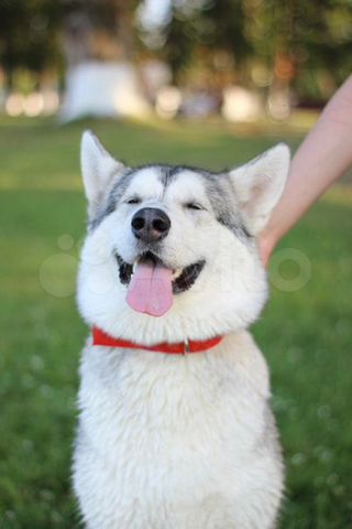 Аляскинский маламут