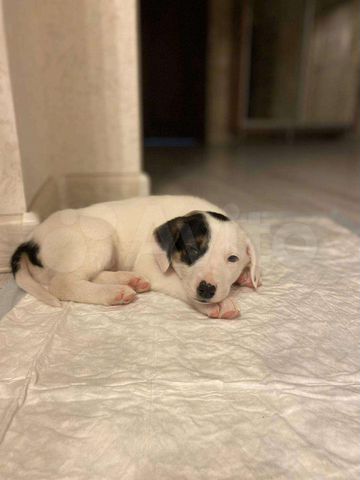 Мама Эстонская гончая отец Лайка