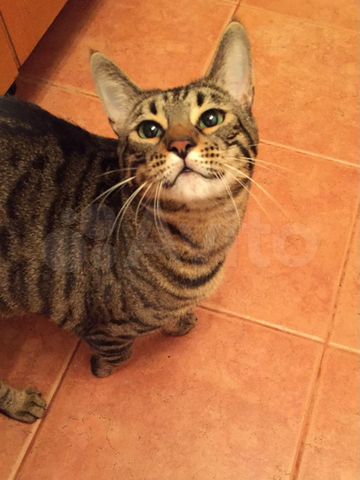 Помесь Бенгальской и Бомбейской