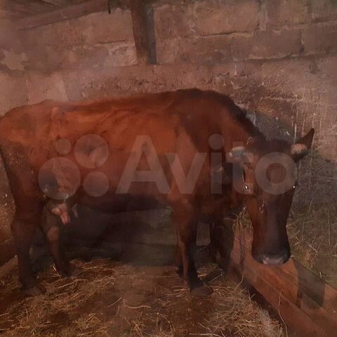 Продажа коровы