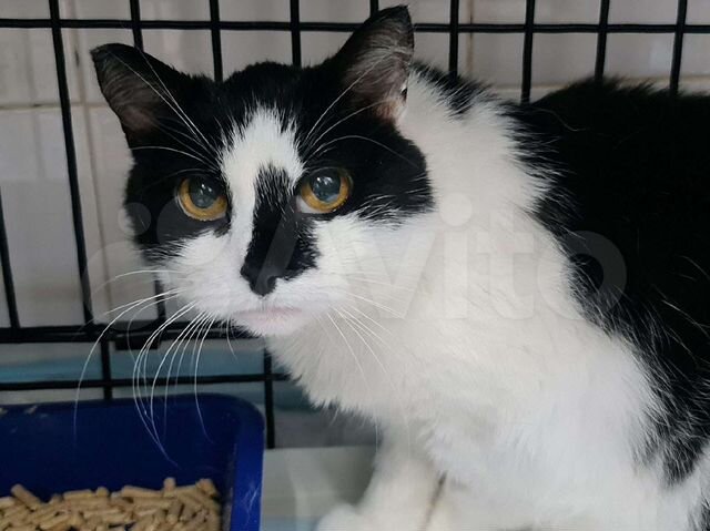 Кошечка умничка Ясмина