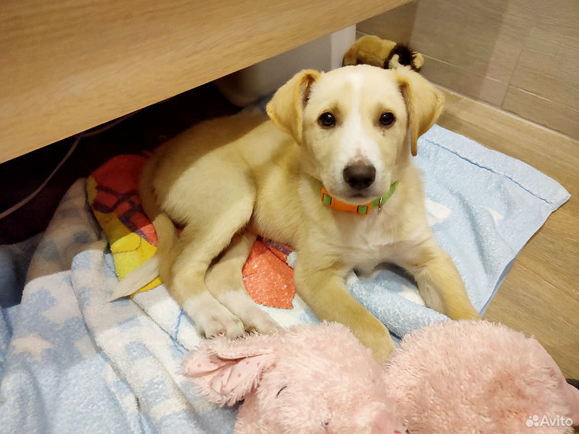 Щенок красавчик ищет дом