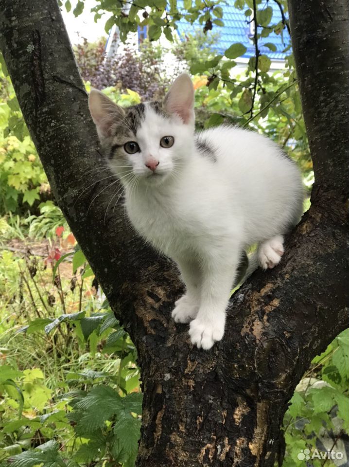 Котенок бело-серый
