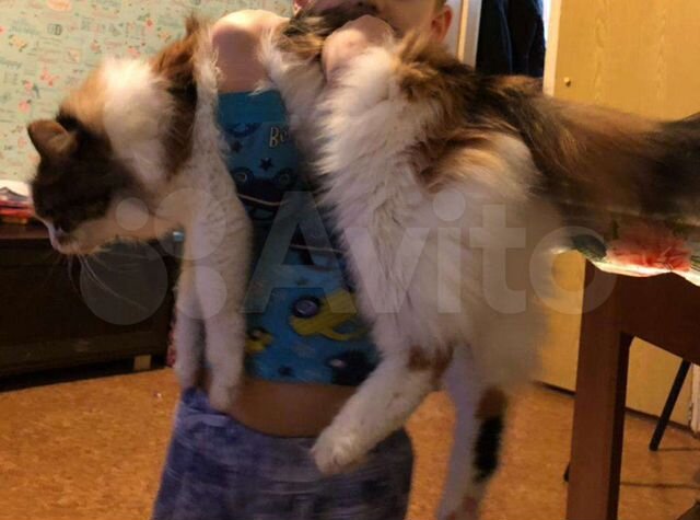 Кошенька в добрые руки бесплатно