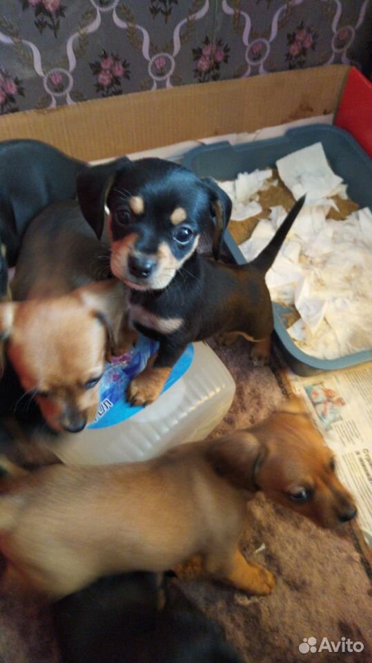 Такса + чихуа хуа