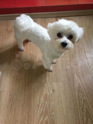 Мальтезе вязка