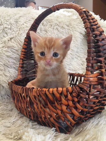 Рыжий котенок девочка