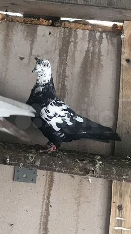 Белые голуби почтовые, чили