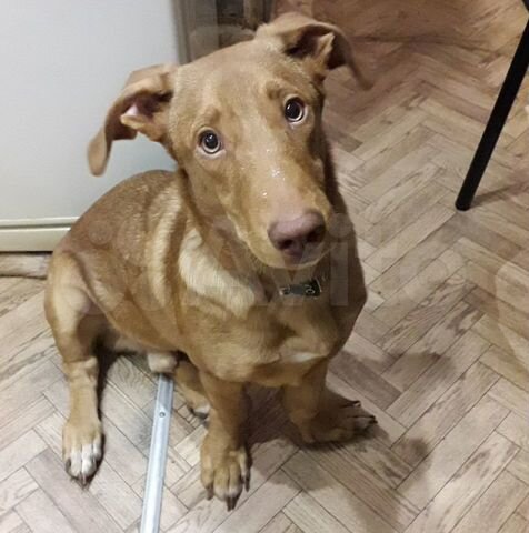 Собака отдаю