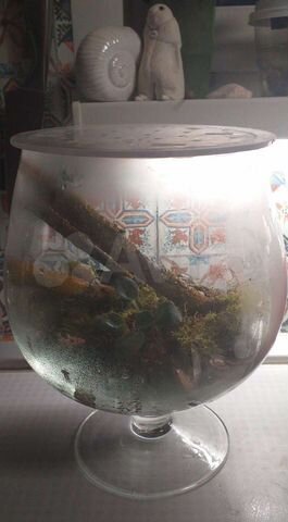 Террариум бокал для улиток