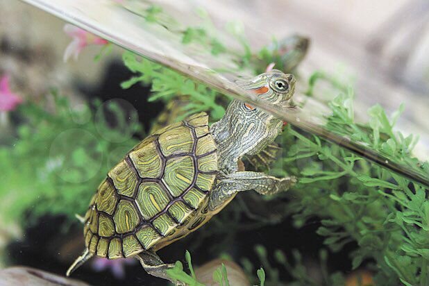 Красноухие черепашки