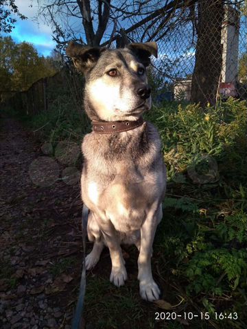 Шери ждёт хозяина