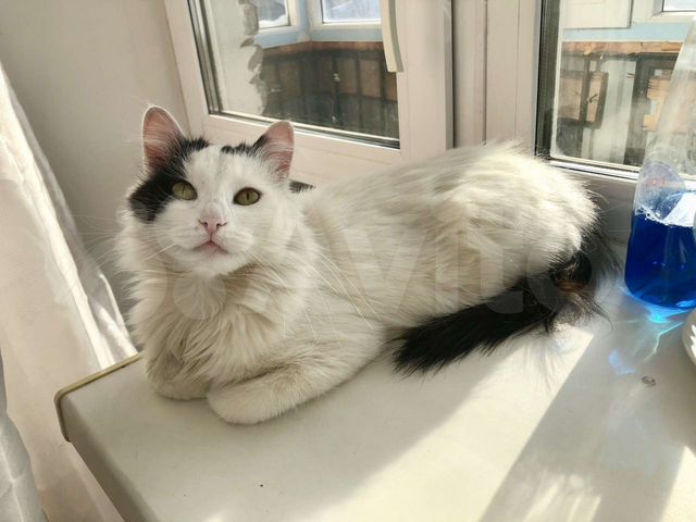 Срочный поиск дома кошке