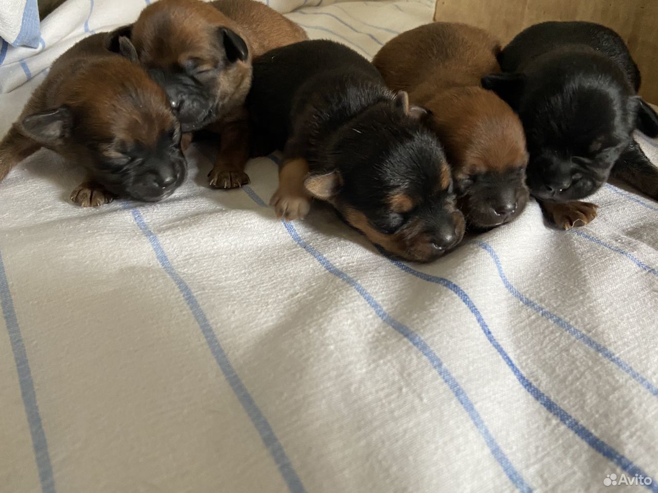 Щенки гриффона и пинчера