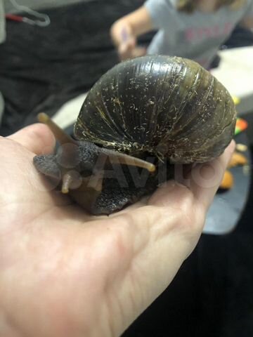 Аквариум с улитками 2 шт