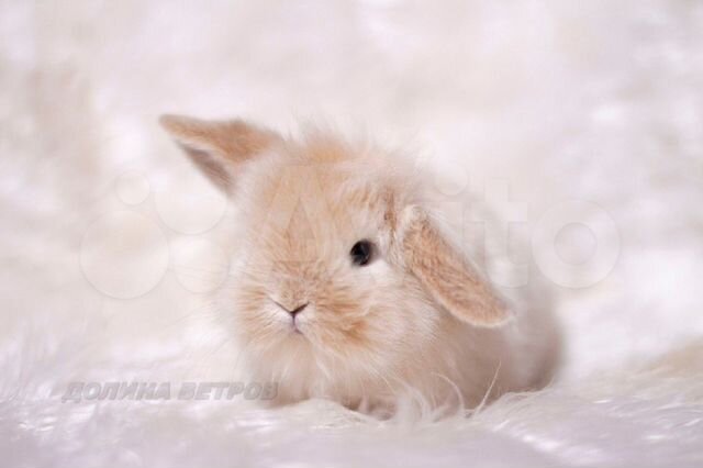 Розовый сиам карликовый кролик