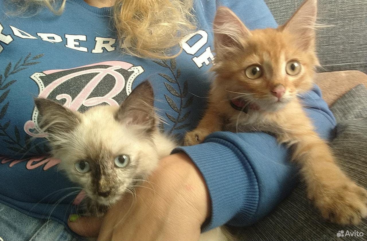Милейшие котята в самую лучшую заботливую семью