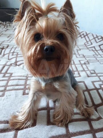 Вязка кобель Йоркширский терьер мини