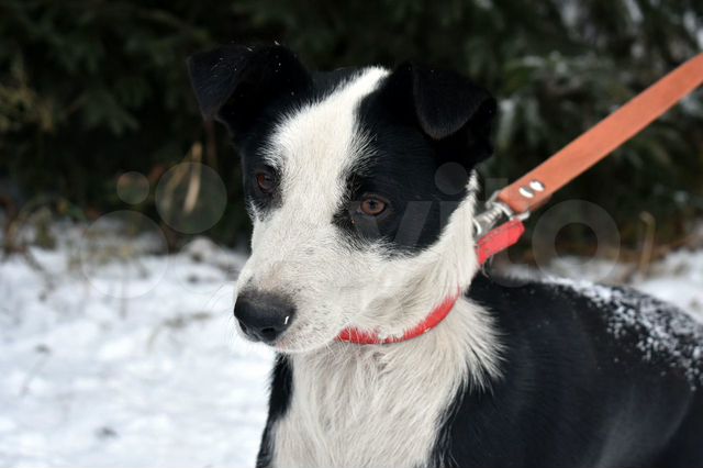 Молодая собака Герда 1 год, стерилизована