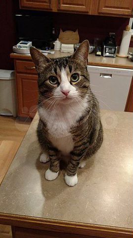 Котик