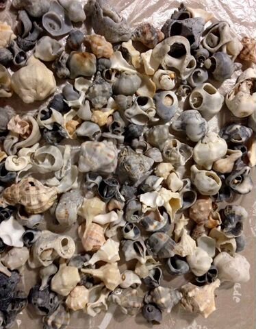 Ракушка рапаны, много