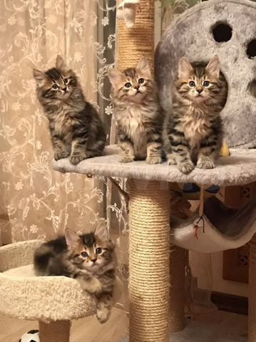 Продажа котят курильских бобтейлов