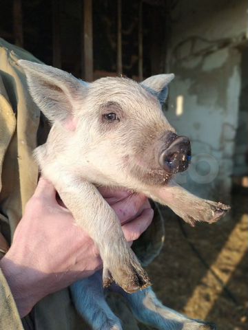 Поросята венгерская мангалица