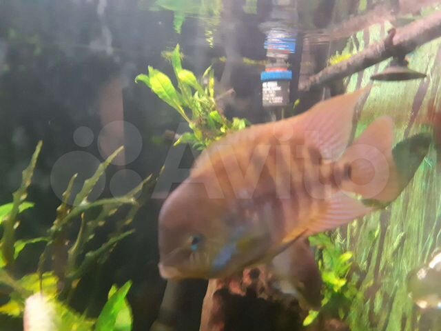 Цихлазома сэджика пара