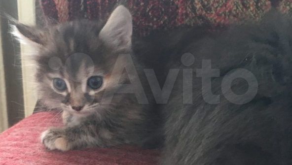 Продам котят