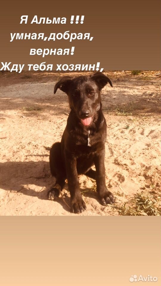 Щенки дворянки