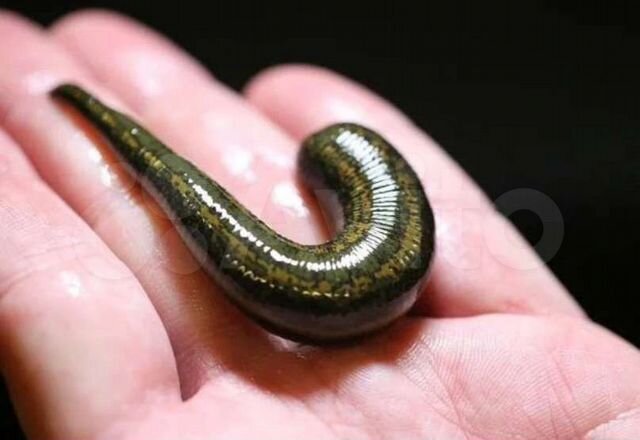 Медицинские аптекарские пиявки с доставкой