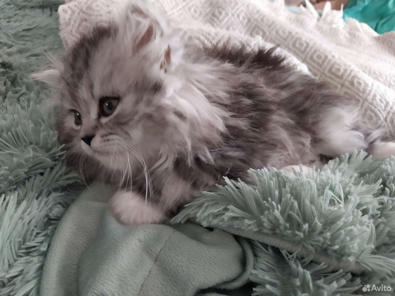 Персидская