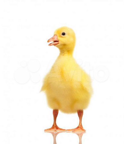 Гусята линда