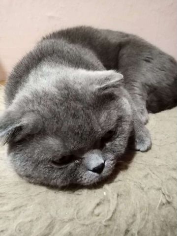 Пара кошек британцы