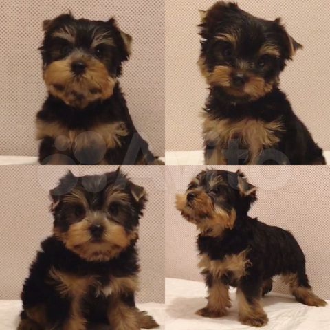 Очаровательные щенки Йоркширского терьера