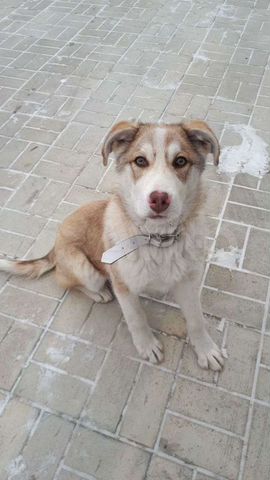 Собака в добрые руки привезу