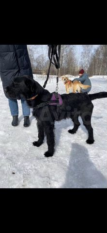 Ризеншнауцер Бари