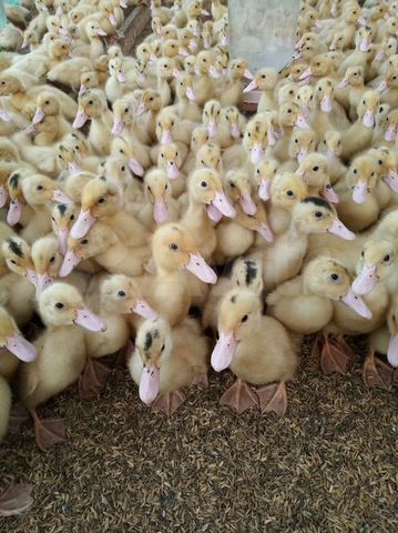 Мулард (суточный)