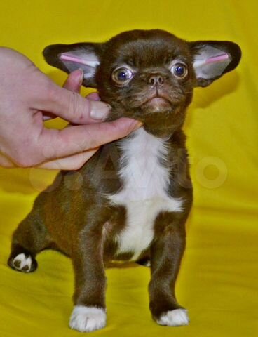 Щенки чихуахуа