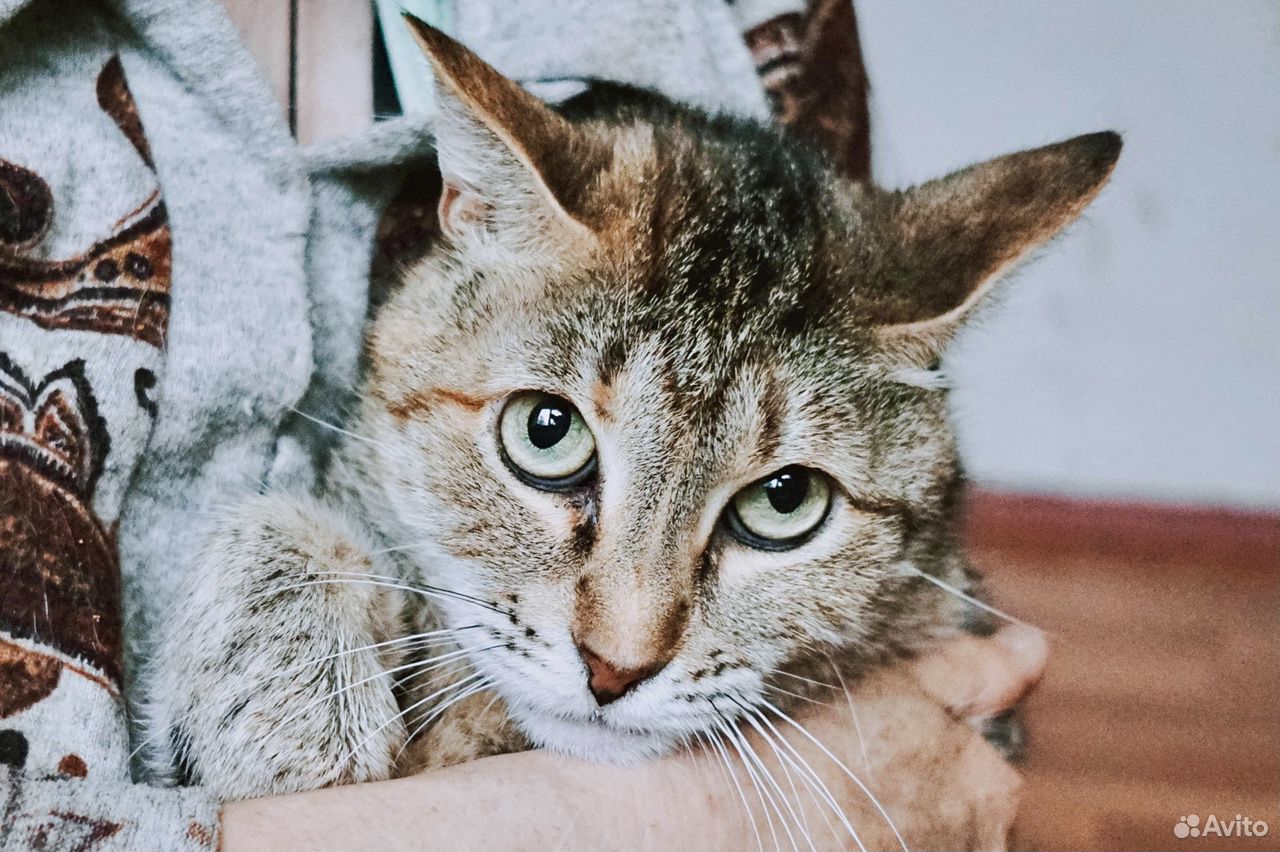 Кошечке Тишеньке нужен дом