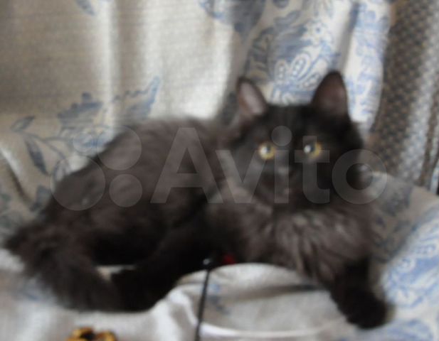 Котенок Мирон, 6 мес., в дар