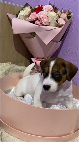 Щенок джек рассал терьер