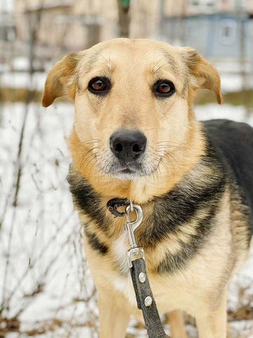 Собака с грустными глазами. Шелли