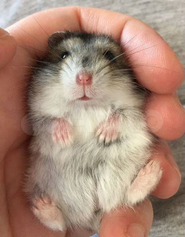 Продам джунгариков